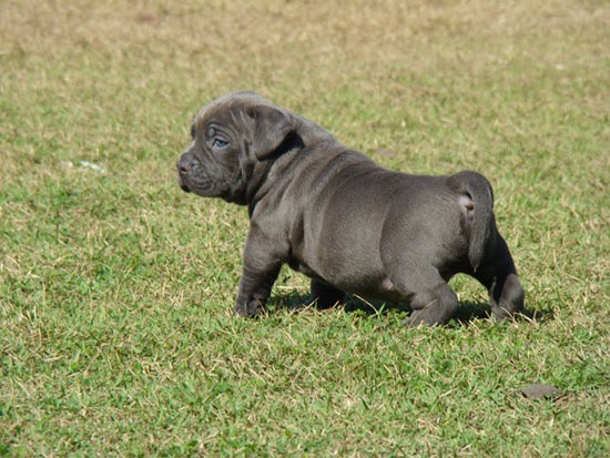 Temperament of American Bully (Bully Pit) (Bullypit) (Bully Pitbull)