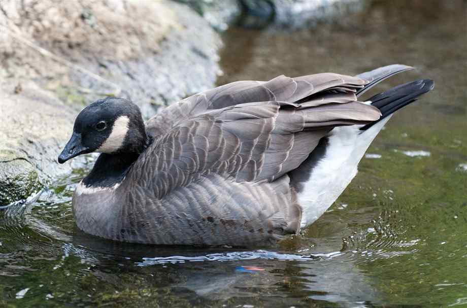 Getting Along with Grief: To Honor and Remember