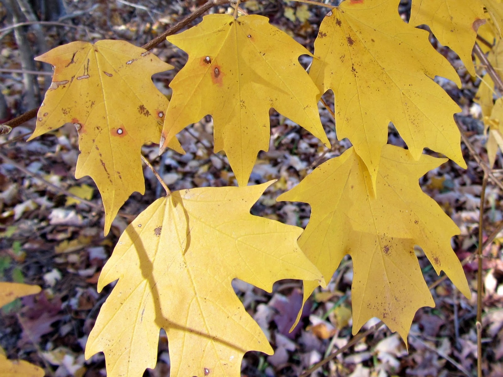 Using Georgia Native Plants: I Thought I Knew You