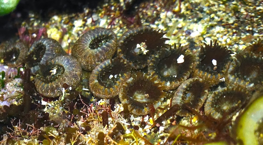 Rafael Microfauna Marina: Zoantharia (Cnidarios: Antozoos)