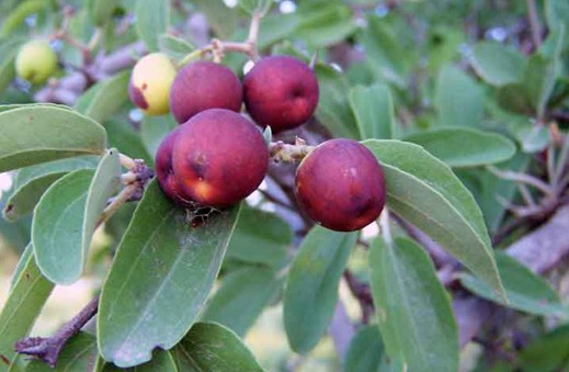 Terra Nostra: MISTOL - Ziziphus mistol