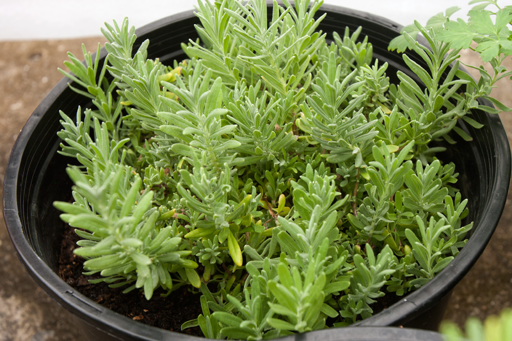 Lavender ~ Adventures in Gardening Pohnpei, Micronesia