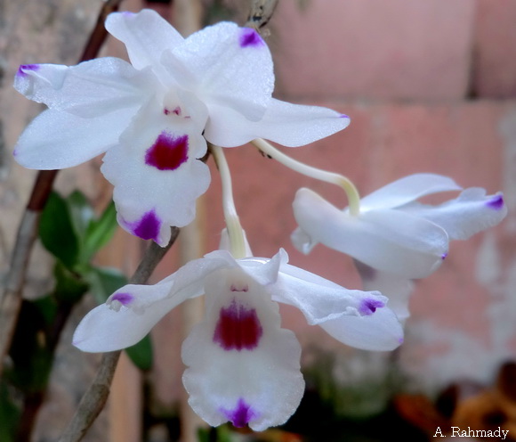Wild orchids in sumatra: Anisopetala annae (J.J.Sm.) M.A.Clem., 2003