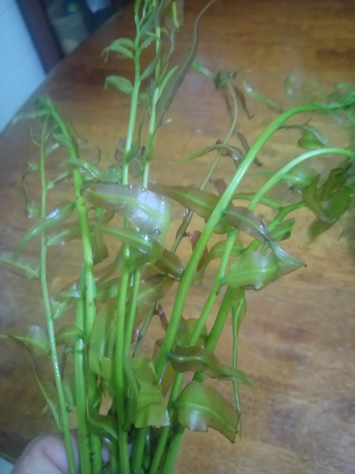 Beautiful Lie in a Beautiful Life: Sayur Midin