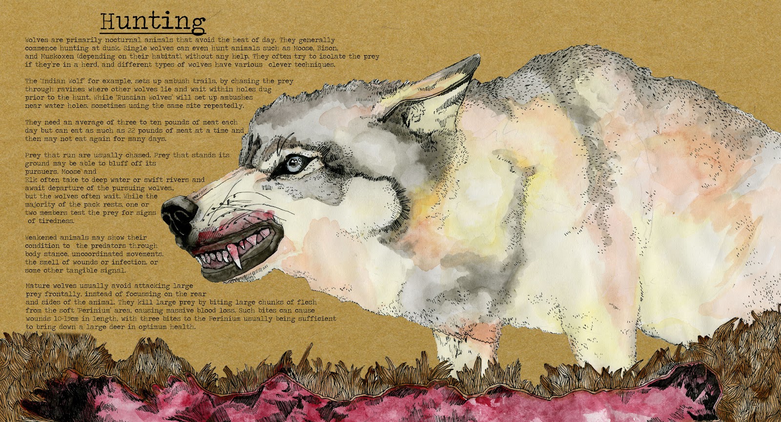 Jen Prior Illustration: Wolf information project