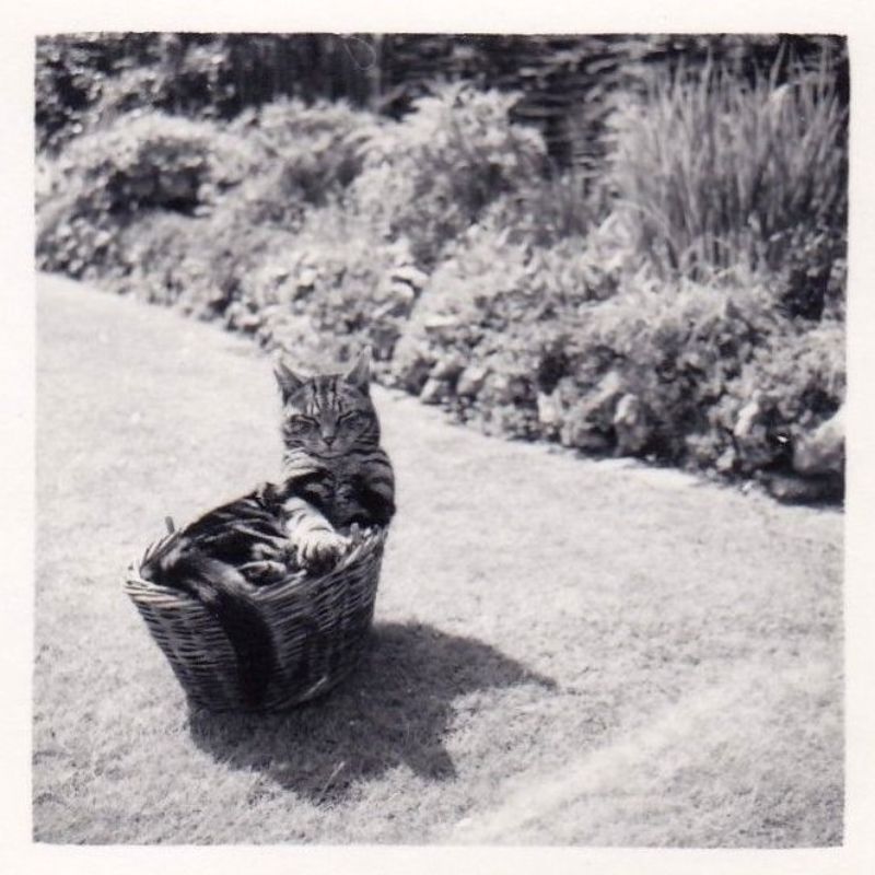 These Vintage Snaps Show Lovely Feelings of Cats When They Were ...