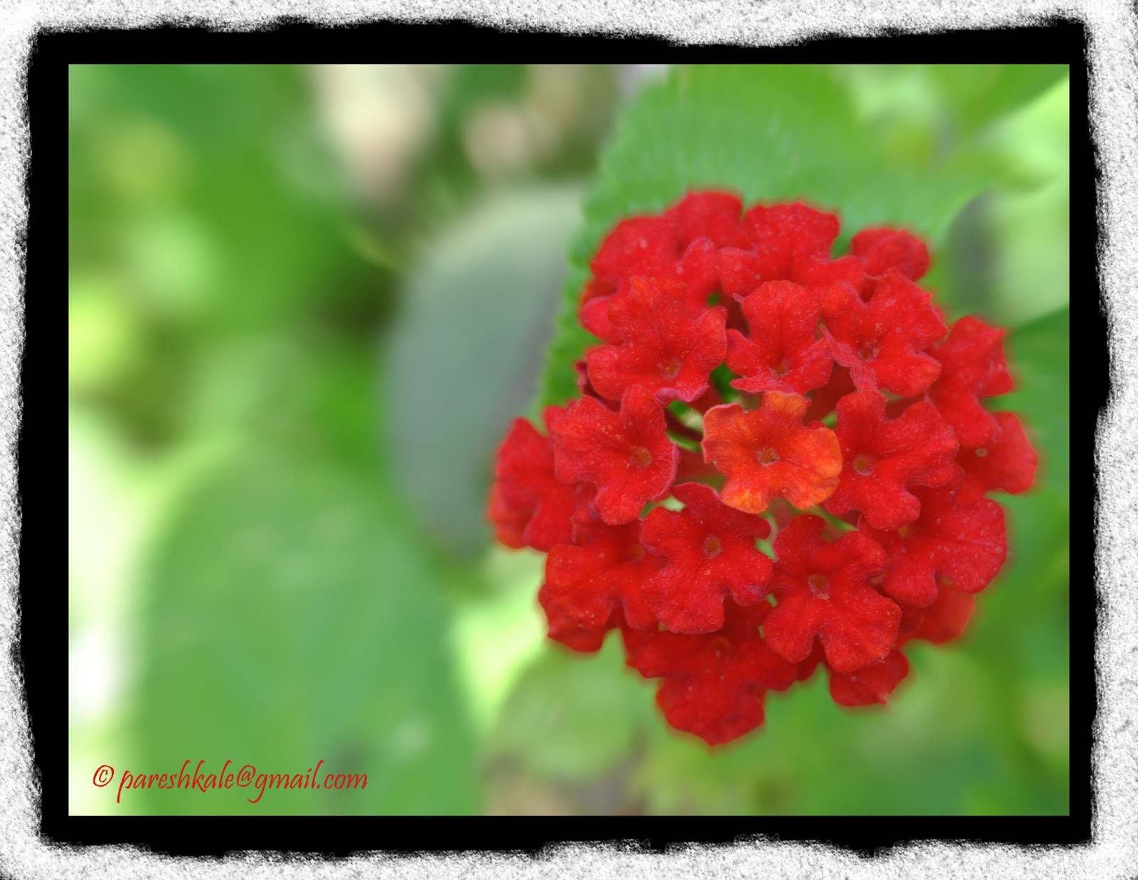 रुबाई - Rubaai: Lantana (तणतणी, घाणेरी) : Lantana camara