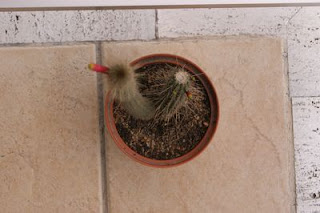 Cactus en el cielo: Cleistocactus candelilla en flor