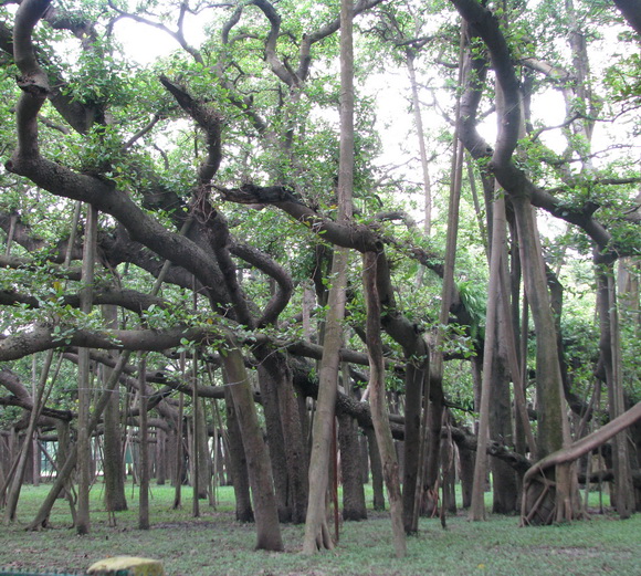 THE WORLD GEOGRAPHY: 15 Famous Living Trees