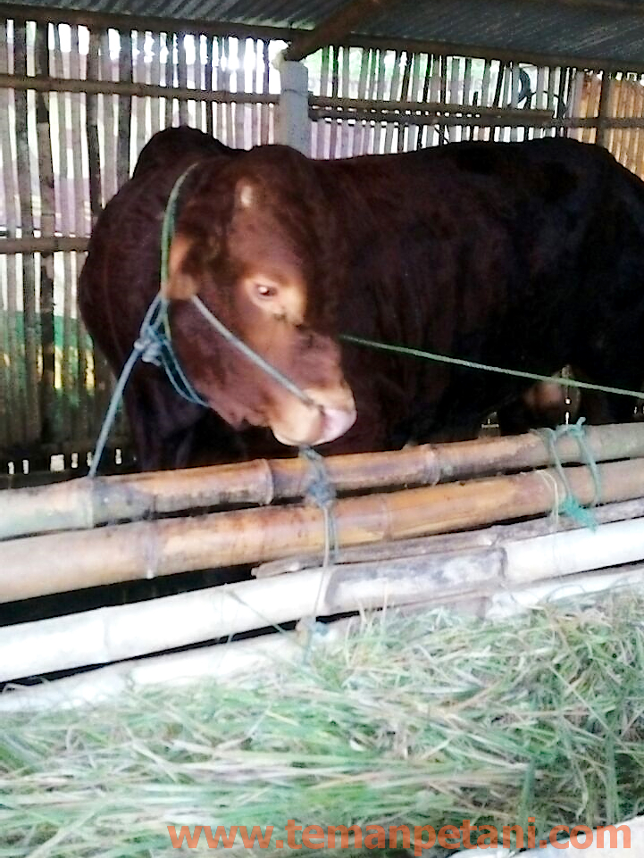 Kenali Gejala Sapi Cacingan dan Bagaimana Mengatasinya - TEMAN PETANI