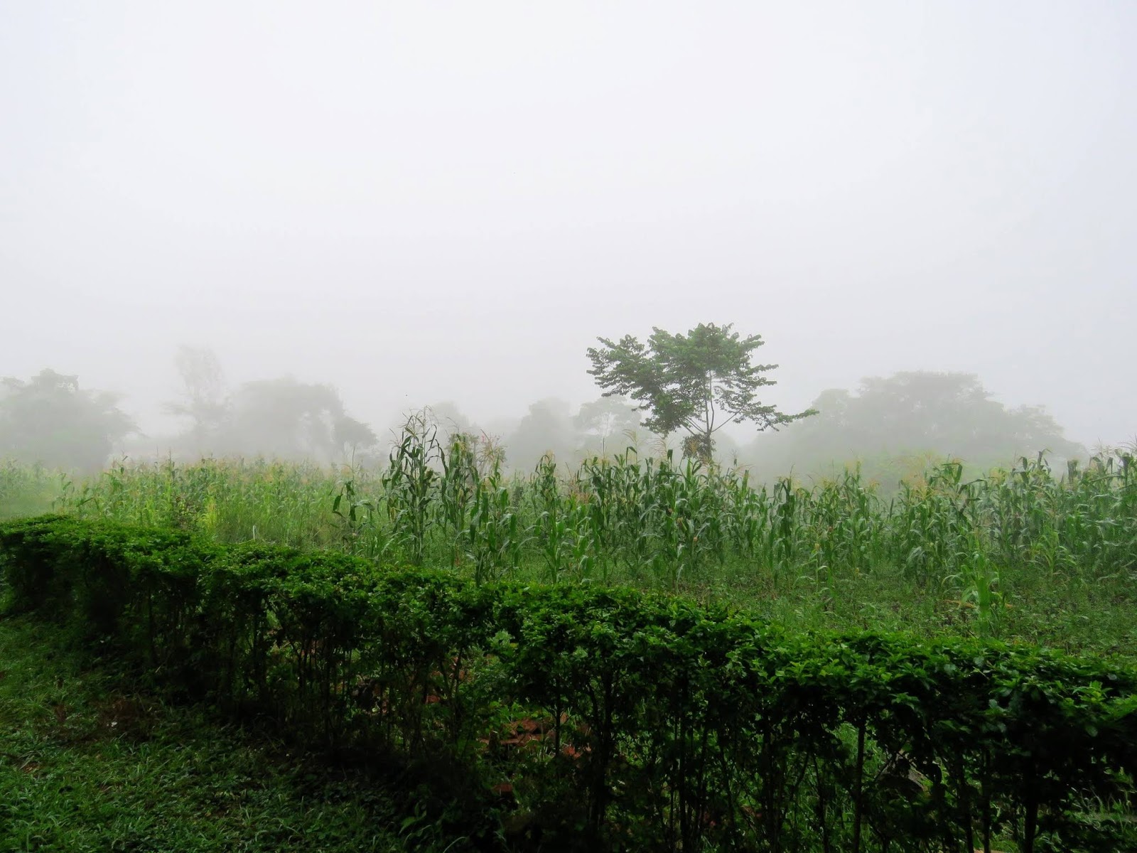 What's It Like to Visit Bigodi Wetlands Sanctuary on a Trip to Uganda?