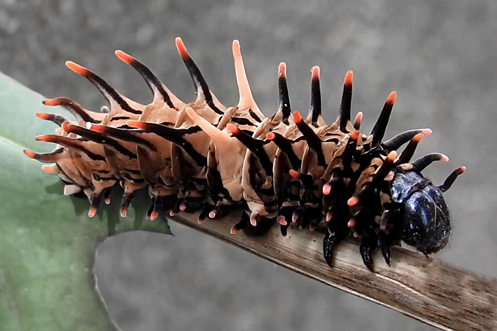 Troides aeacus DATASHEET | BugsAlive