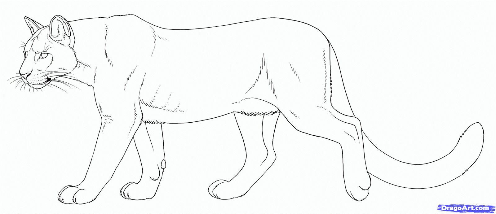 ANIMALEANDO VENEZUELA: Garabatos N°2 Puma para colorear y armar 3D. En ...