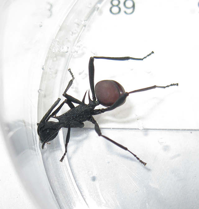 Photos and Info on Ants and Termites of Malaysia: Polyrhachis armata