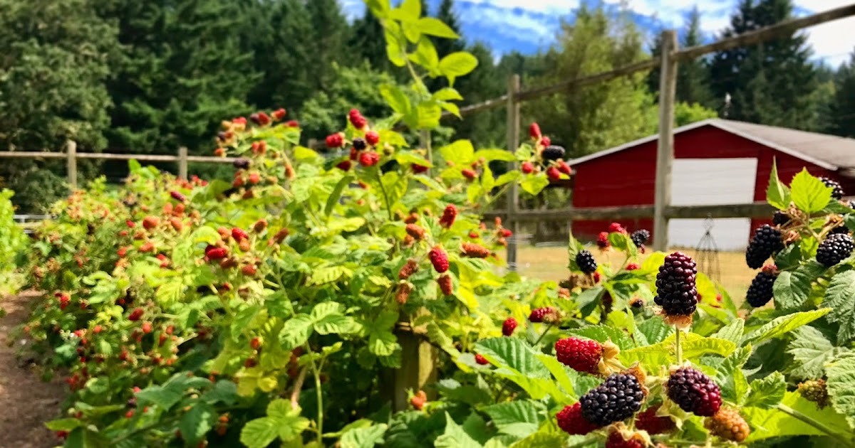 Good Gifts Farm: Oregon Berries