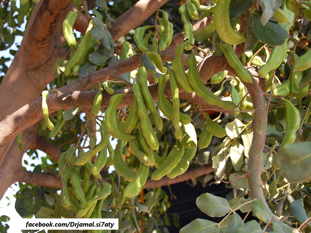 فوائد الخروب العجيبة سبحان الله | وصفات الدكتور جمال الصقلي