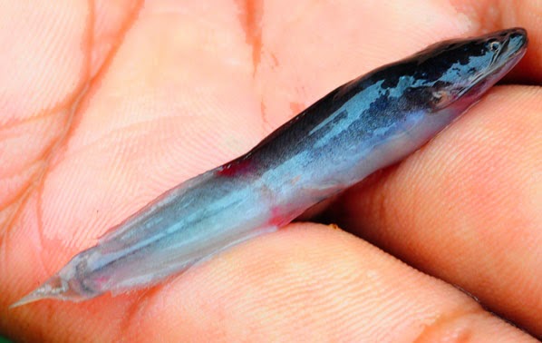 HAMA DAN PENYAKIT PADA IKAN LELE SERTA CARA PENGOBATANNYA