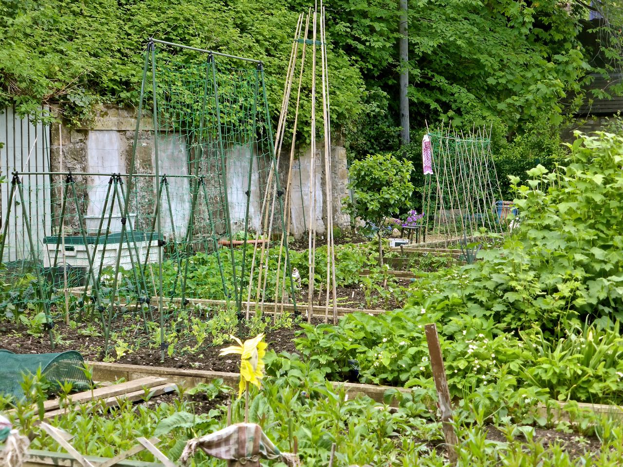 A trio of allotments