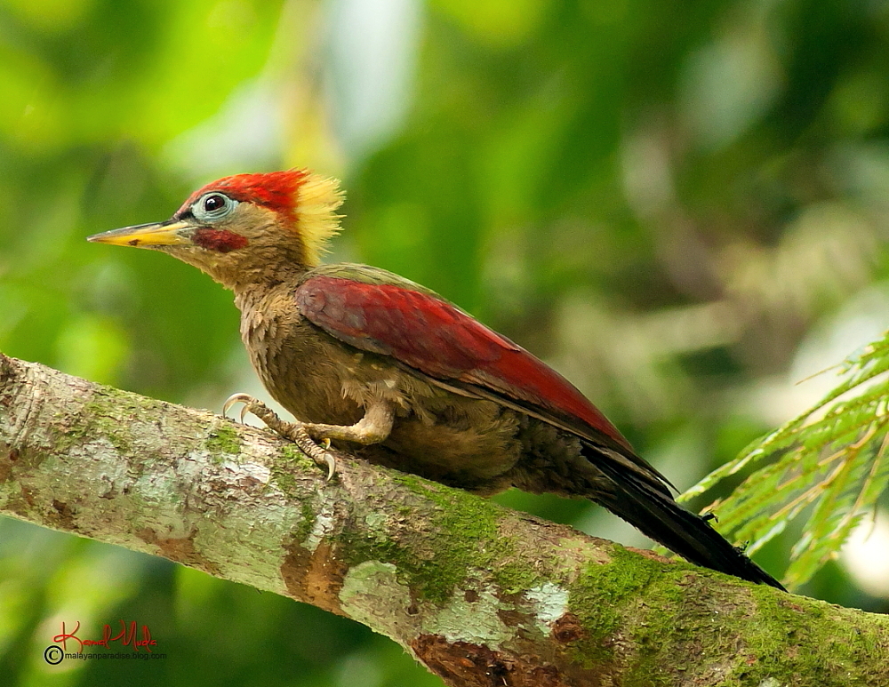 SOUTH EAST ASIA BIRDS - Malaysia birds paradise: Crimson-winged ...