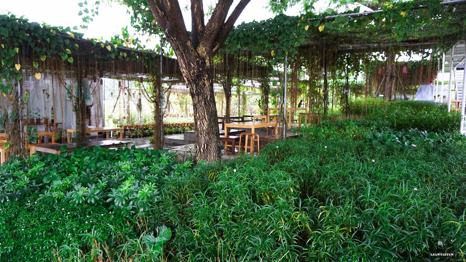 [รีวิว] CORO FIELD ความสุขแบบเรียบง่าย ปล่อยชีวิตไปตามจังหวะแบบช้าๆ กับ ...