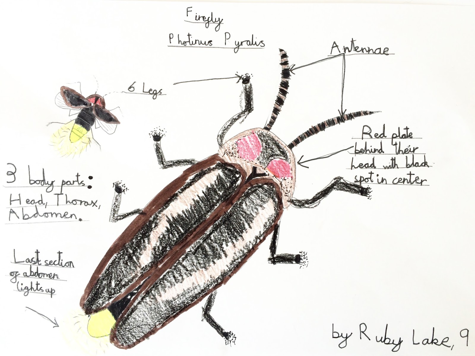 Wandering Wonderkid: 2016