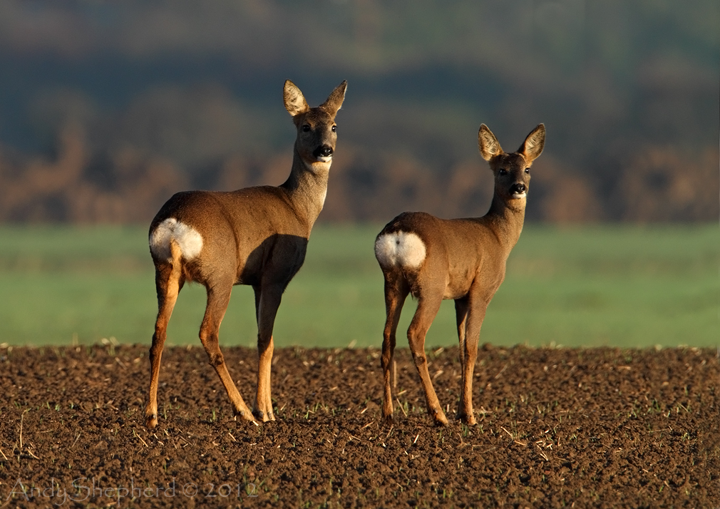 Andy Shepherd Wildlife Photography: Roe Deer family