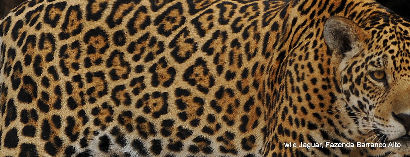 Jaguar spots | ★ Ink Addiction ★ | Pinterest | Jaguar