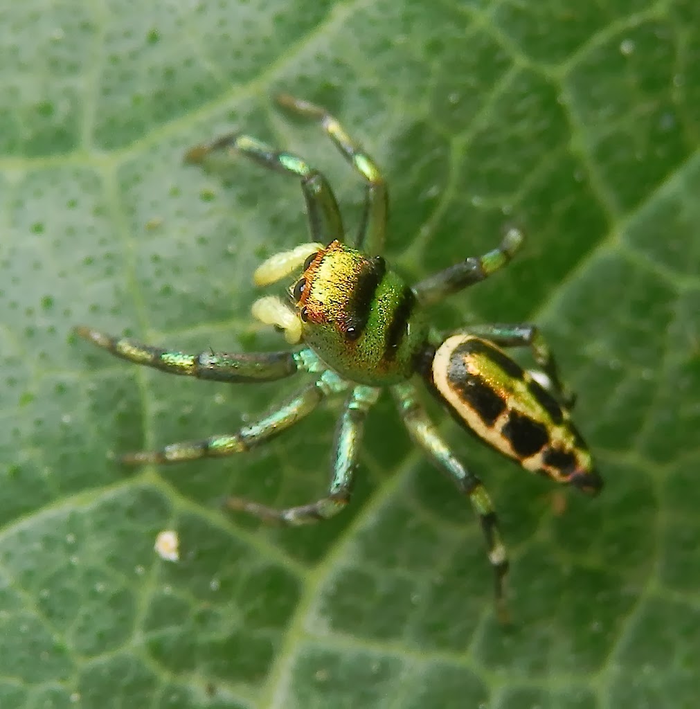 News from Coquette Point: November 2013