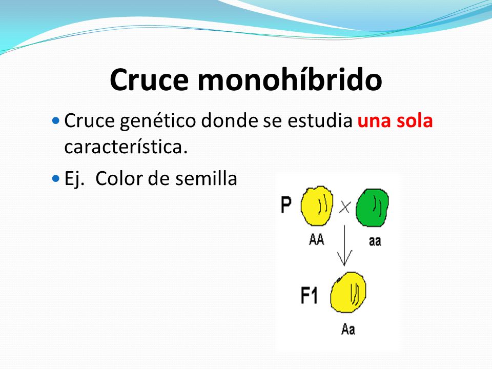 Aprendo fácil BIOlogía: 900 Cruce monohíbridos de TAREA
