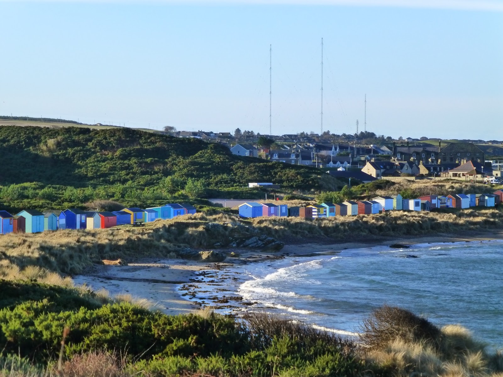 Big Gorse Bush: January in Hopeman