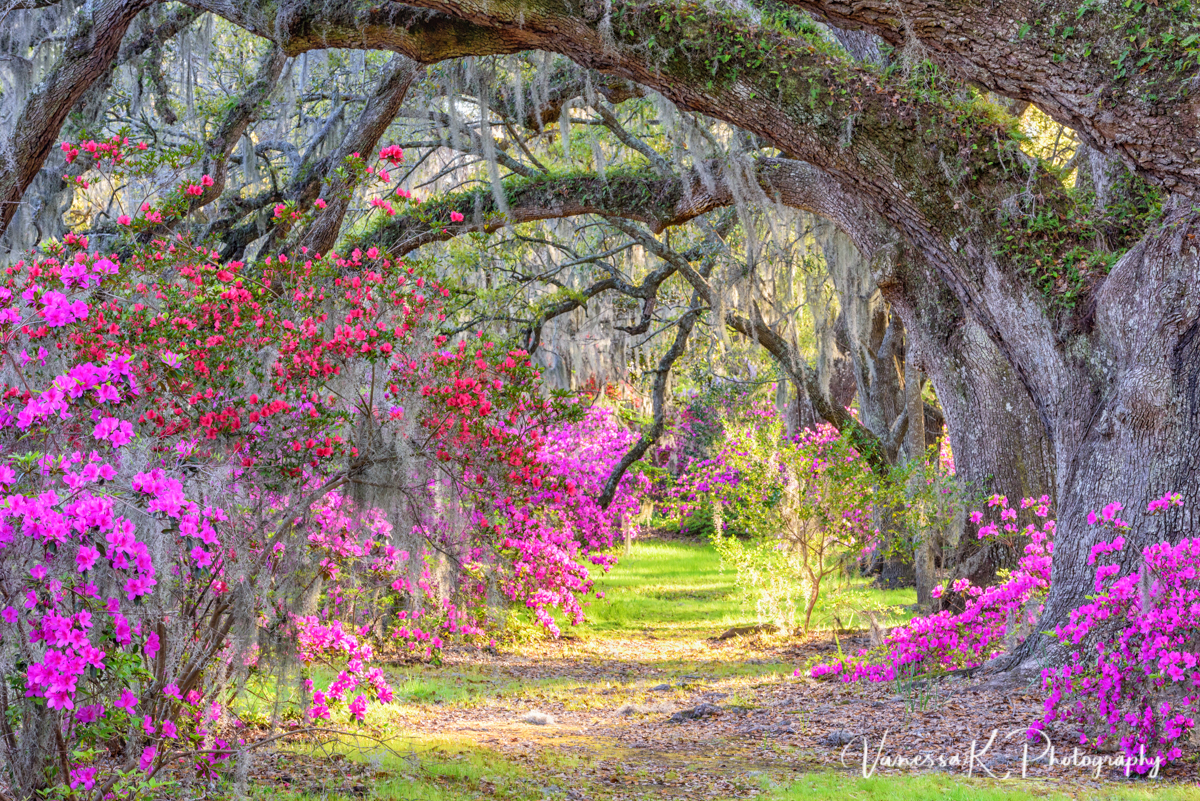 VanessaK: Spring time at Magnolia Plantation