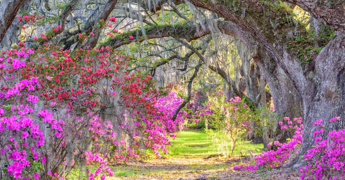 VanessaK: Spring time at Magnolia Plantation