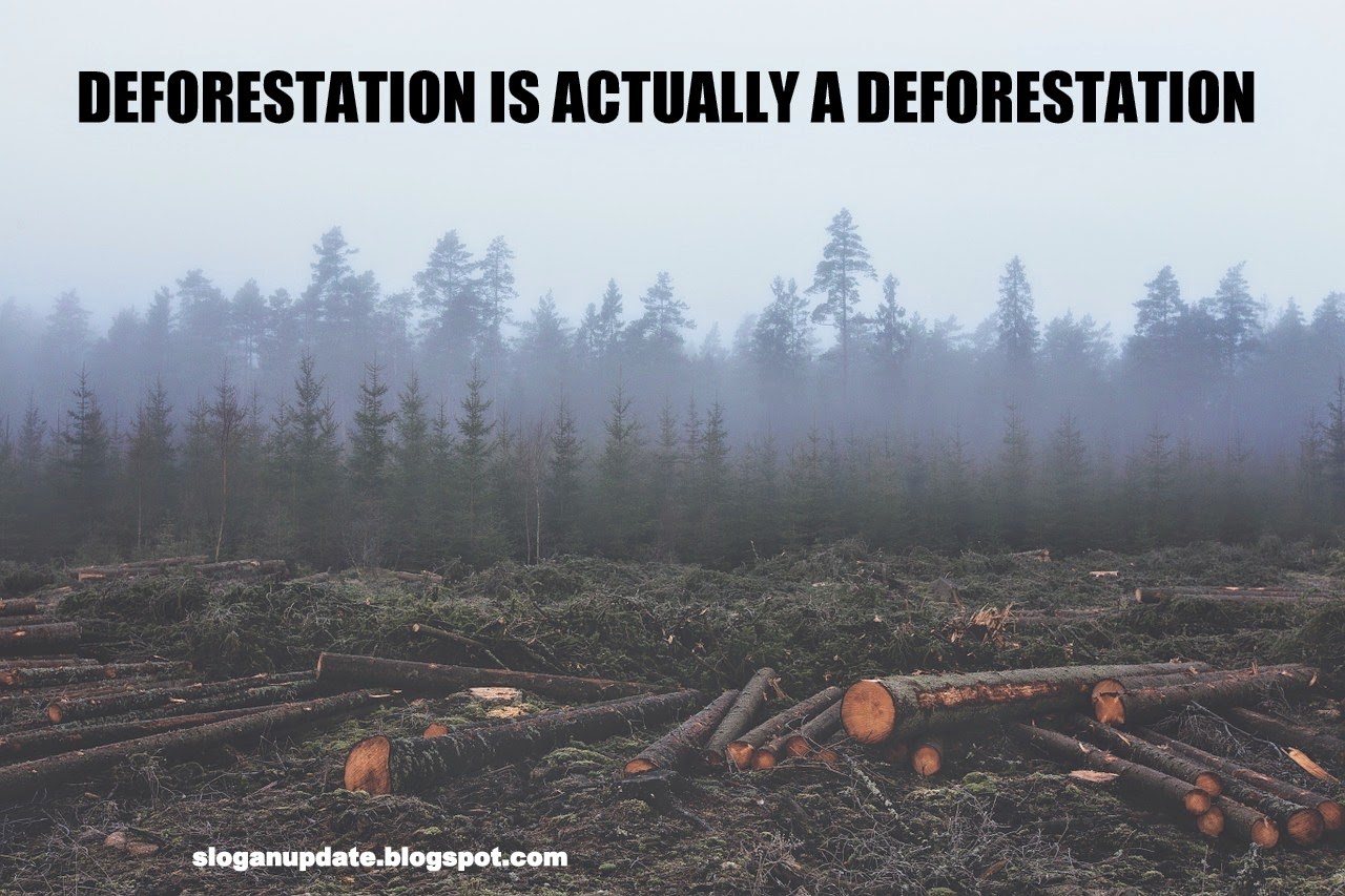 Slogan on Deforestation | SloganUpdate