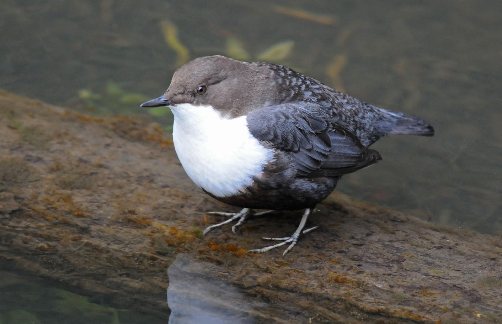 Bill's Birding: The Nation's Favourite Dipper