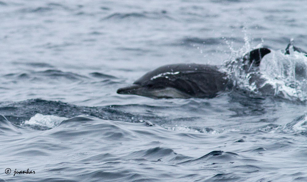 Miradas Cantábricas: Delfines comunes de morfo oscuro.