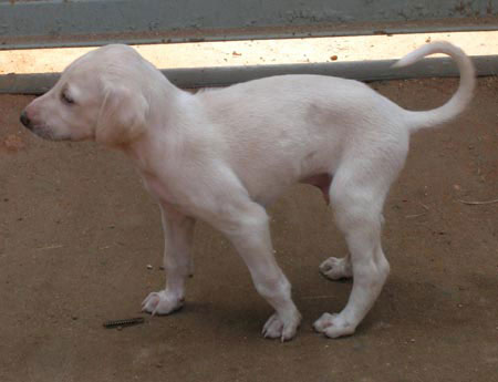 pashmi dog A.K.A Mudhol Hound | Yourdogbreedsinfo