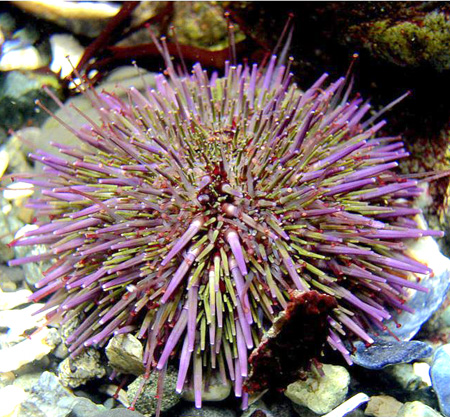 seidenfeins Blog vom schönen Landleben: Seeigel ... mit Glas