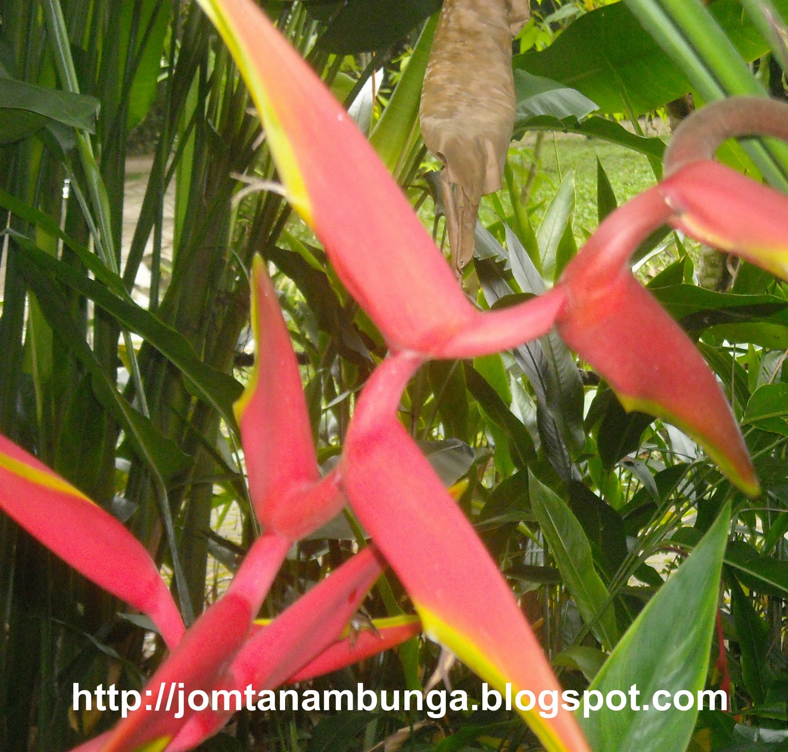 Jom Tanam Bunga: Bunga Zoo