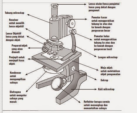 Mikroskop Cahaya, Bagian-Bagian dan Fungsinya