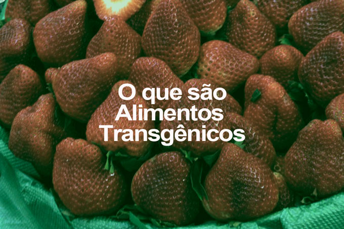 Blog do Professor Valnir: O que são Alimentos Transgênicos?