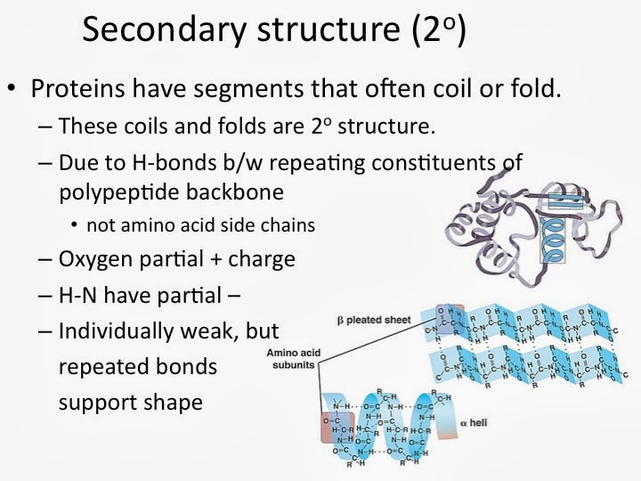 Mr. Maxey's Biology Blog: The Building Blocks of Life: Macromolecules