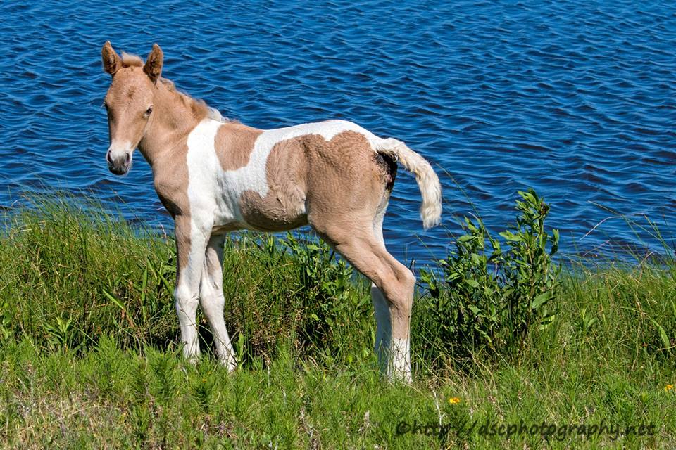 Critter Sitter's Blog: Chincoteague Pony Auction Results (with Photos)