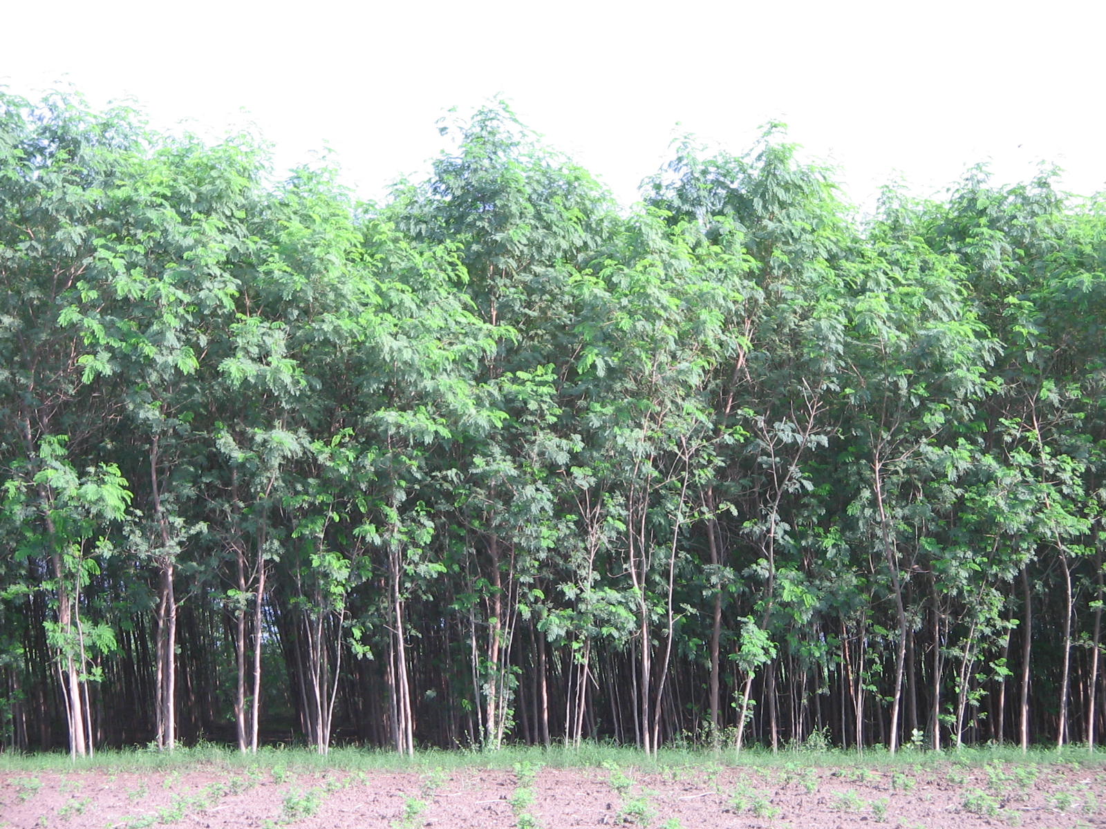 புன்னகை: பாதிக் கிணறு தாண்டுவதுபோல் ஆபத்தானது - சீமைக்கருவேலம் மரங்களை ...