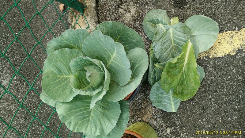 Mencantas daun kobis