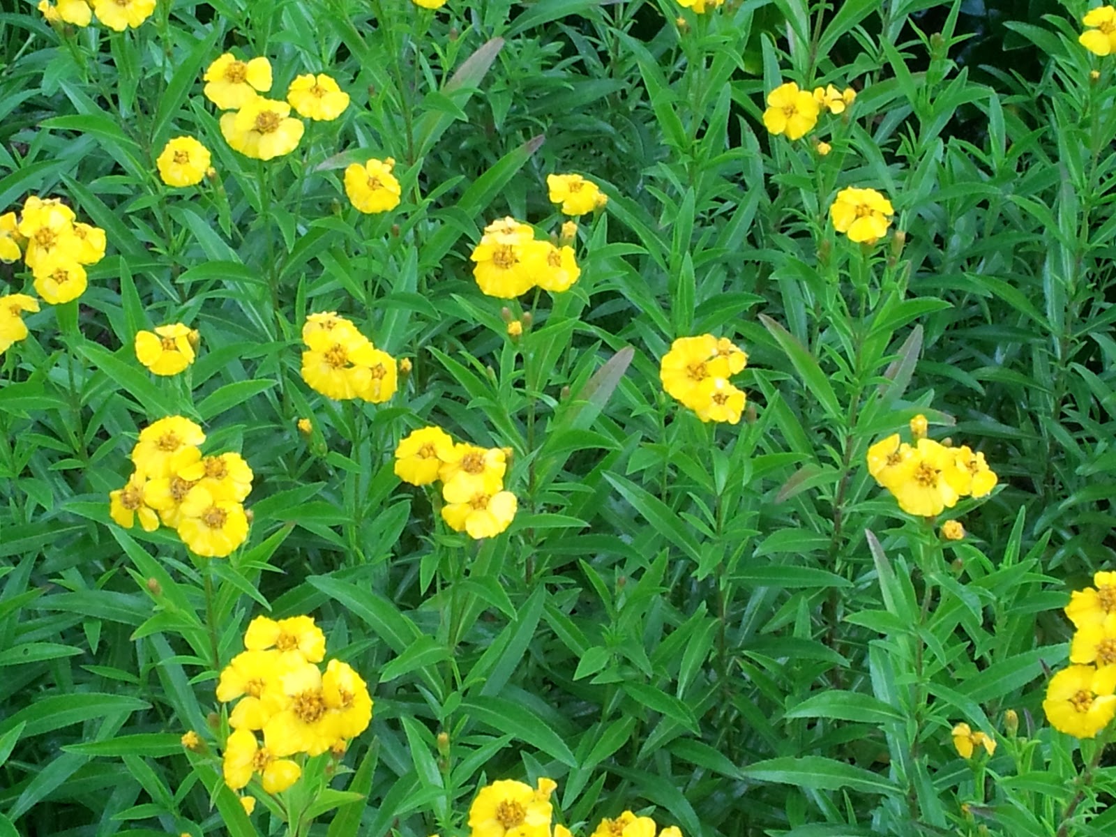 A Chef in the Garden: Autumn Blooms