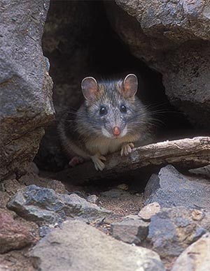 In the Company of Plants and Rocks: The Record Keeper