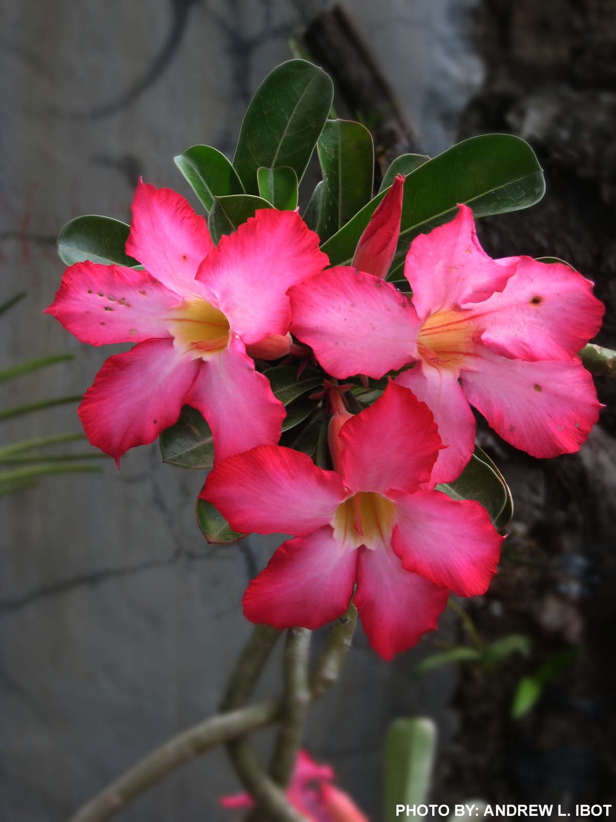 Ako si ANDREW IBOT!: Kalatsusi - Halamang Gamot / Herbal Medicine