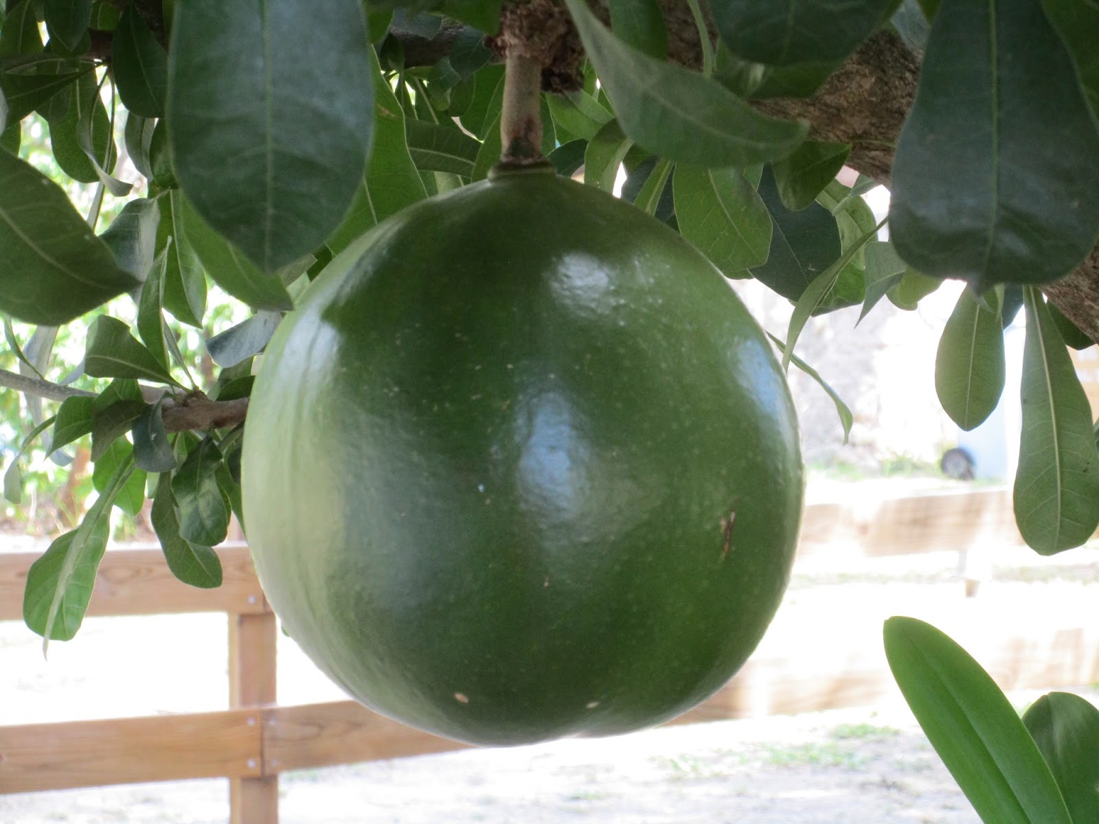 P i n n a c l e: La calebasse