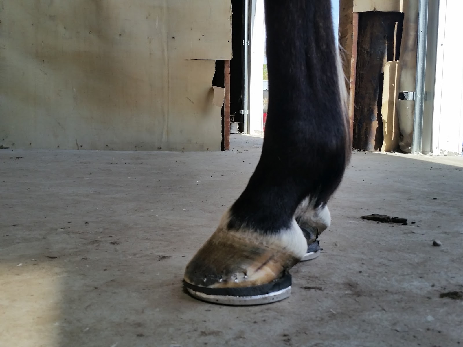 Ian Zoerb: HOOF BALANCE AND MOVEMENT