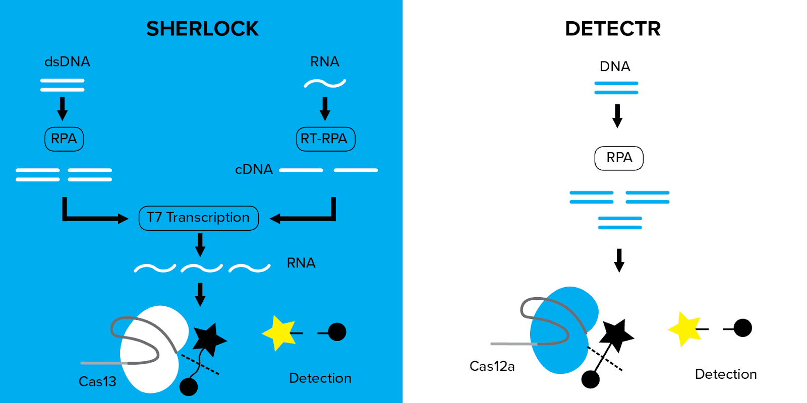 Genetic Spying for diagnostics- SHERLOCK CRISPR System: An update